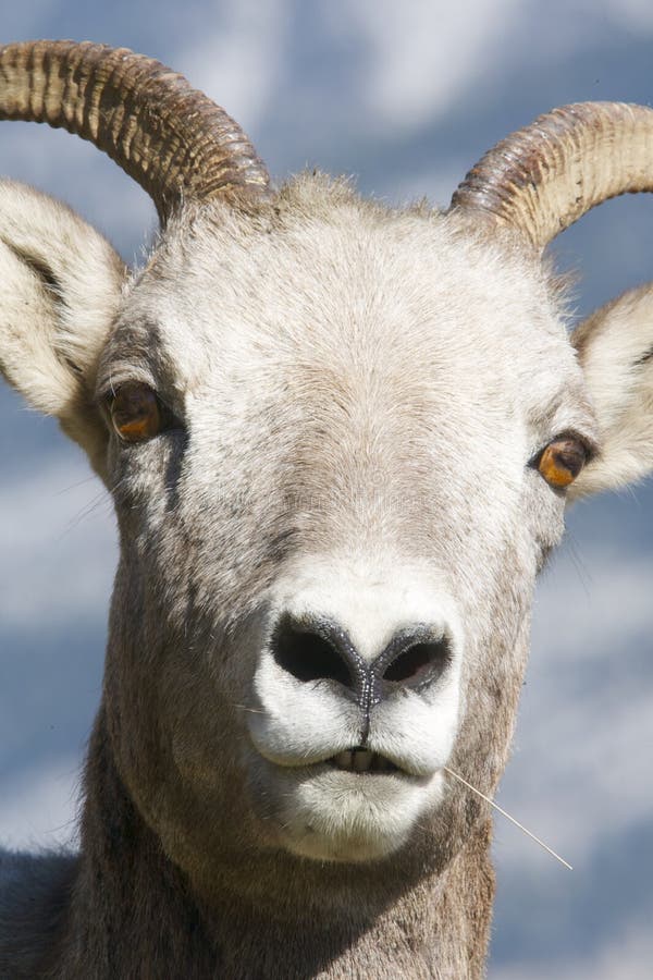 Bighorn Sheep Lip Curl stock photo. Image of bighorn - 13082226