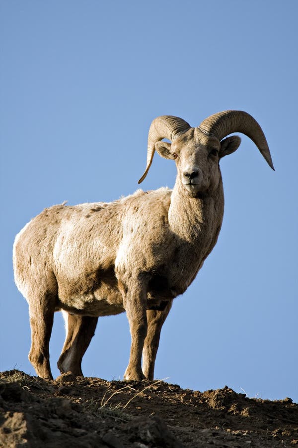 Bighorn sheep atop cliff stock image. Image of copyspace - 5202069