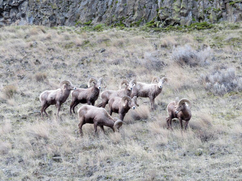 Bighorn Sheep stock photo. Image of climate, outdoors - 64647176