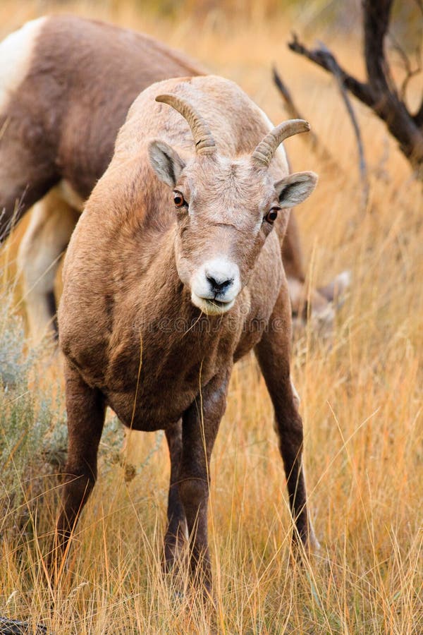 Bighorn Sheep Ewe stock photo. Image of wildlife, park - 17706446