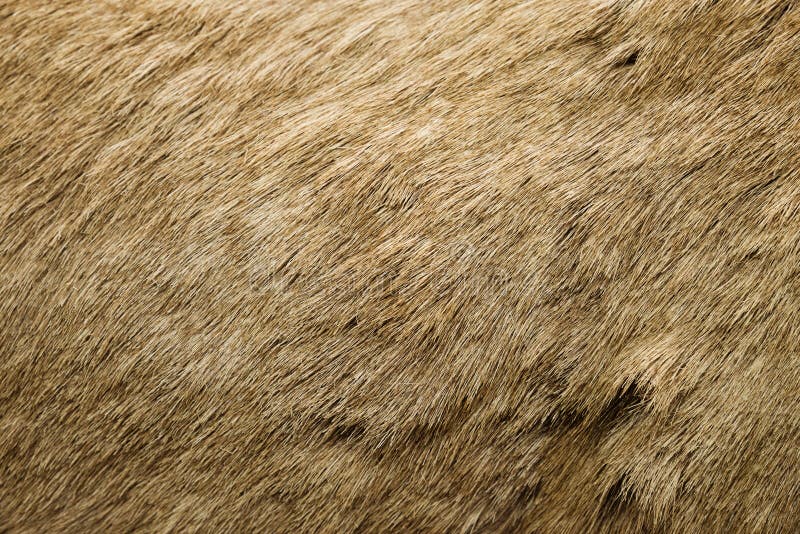 Bighorn Sheep Fur stock photo. Image of texture, animal - 134471628