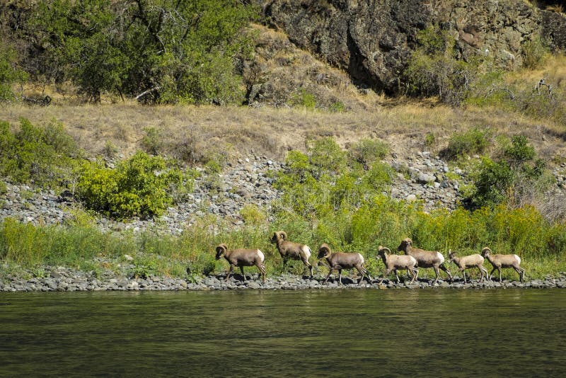 Bighorn Sheep, Hells Canyon, Idaho Stock Photo - Image of snake, scenic ...