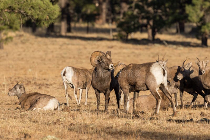 Bighorn Sheep Herd in Rut stock photo. Image of fall - 112761684