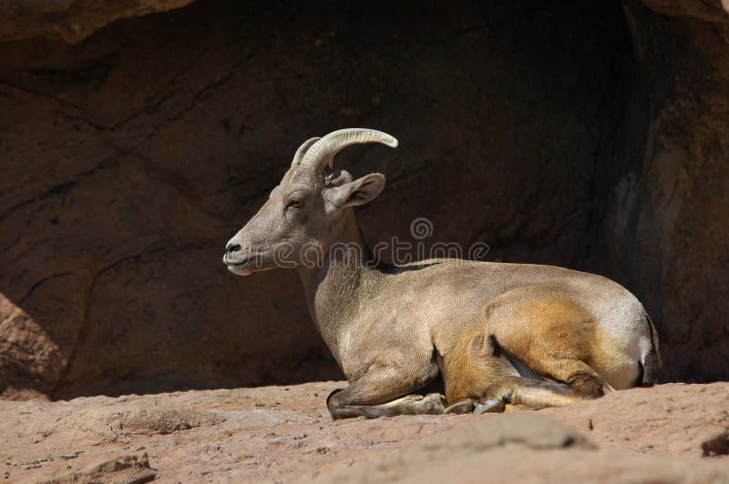 Bighorn Sheep Laying Down Picture. Image: 278372