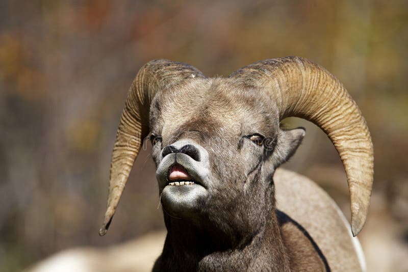 Bighorn Sheep Lip Curl stock photo. Image of bighorn - 13082226