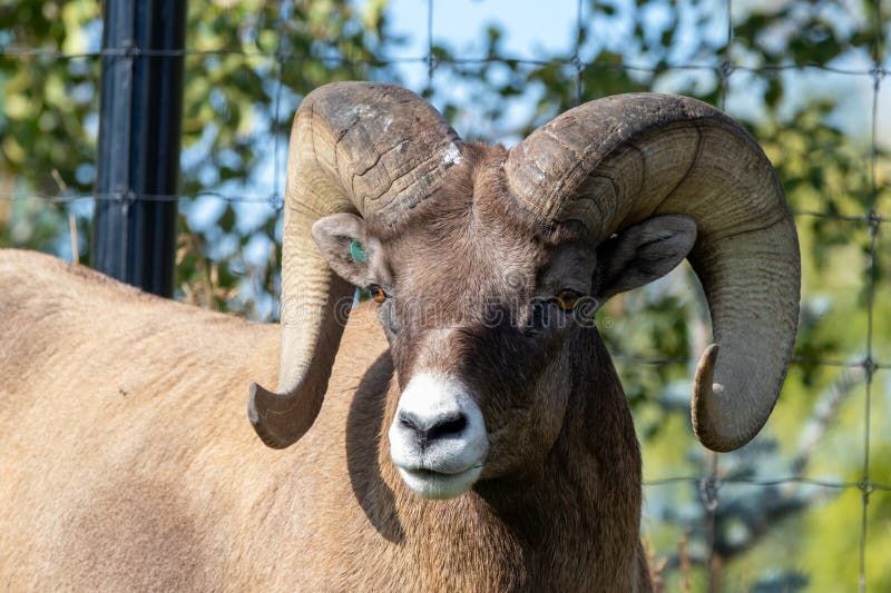 A Bighorn Sheep at a Local Zoo Stock Image - Image of wild, animal ...