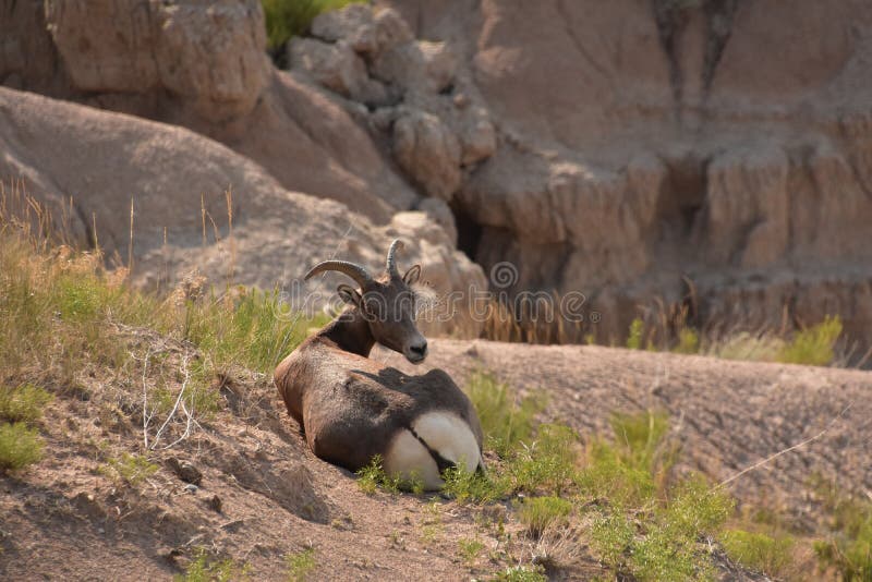 Bighorn Sheep Looking Back Over His Shoulder Stock Photo - Image of ...