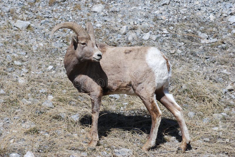 Bighorn Sheep Looking Behind Stock Photo - Image of outdoor, rock: 63662690