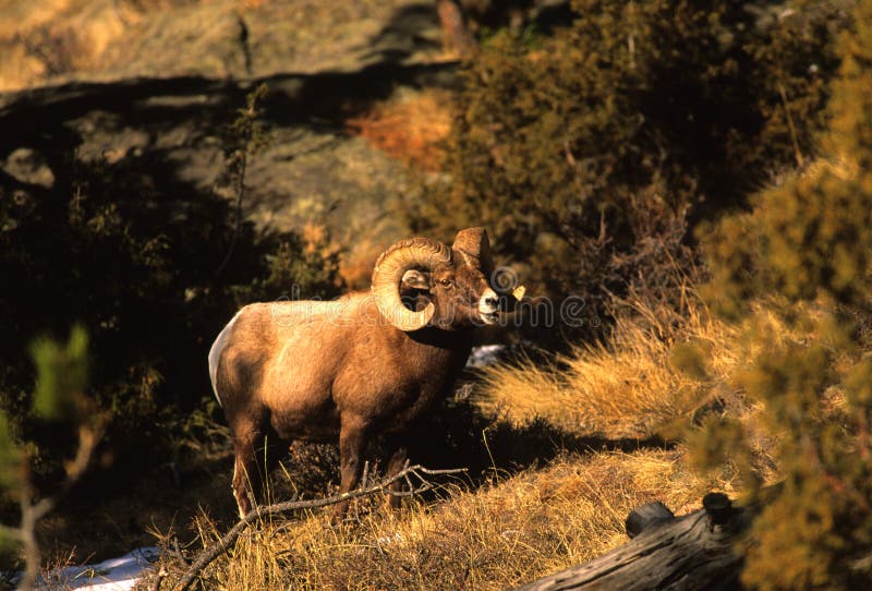 Bighorn Sheep Rams Fighting Stock Image - Image of fight, sheep: 13159929