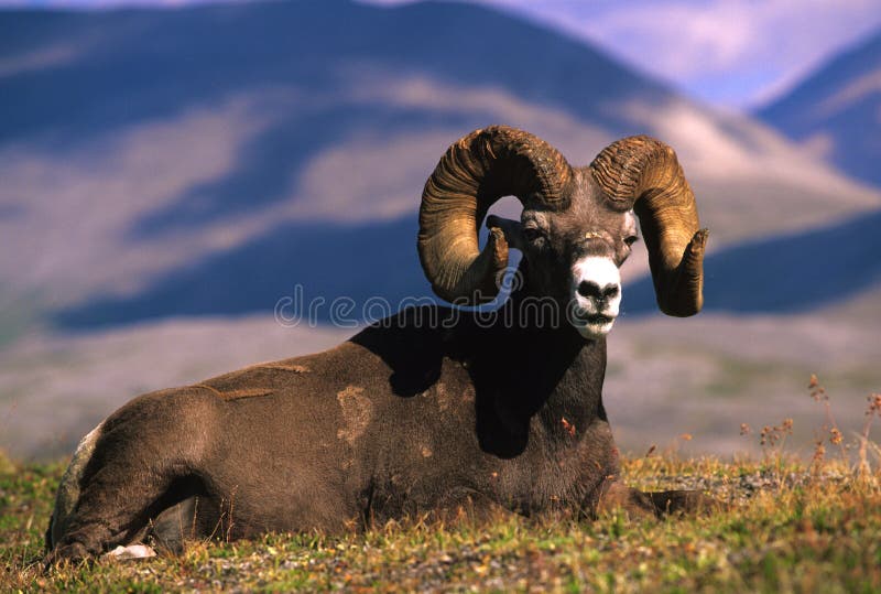 Bighorn Sheep Rams Fighting Stock Image - Image of fight, sheep: 13159929