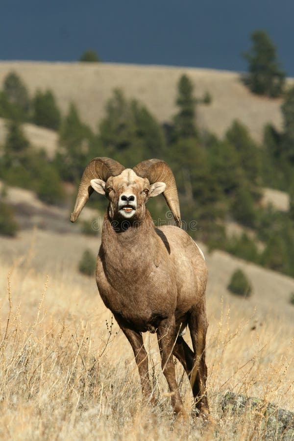 Bighorn sheep ram stock photo. Image of wildlife, nature - 25192784