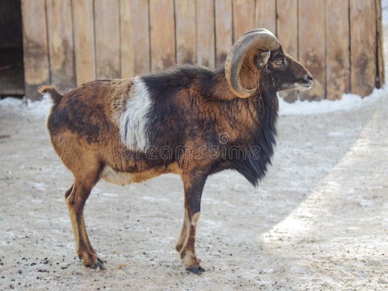 Bighorn Sheep Ram stock image. Image of alpine, male - 91672823