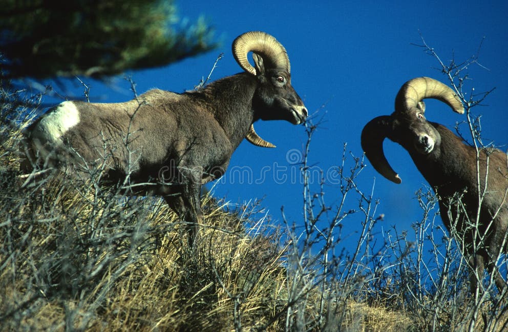 Bighorn Sheep Rams Fighting Stock Image - Image of fight, sheep: 13159929