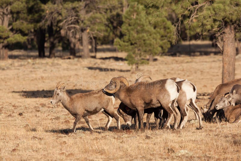Bighorn Sheep Rutting in Fall Stock Image - Image of arizona, animal ...