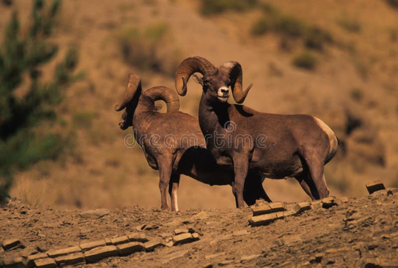 Deer stock photo. Image of grass, meadow, beautiful, animal - 16434260