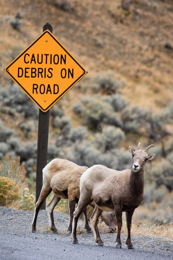 Bighorn Sheep Under Road Caution Sign Stock Image - Image of road ...