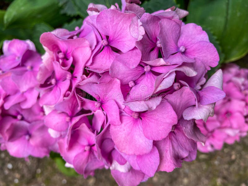 Bigleaf hydrangea stock image. Image of botany, flora - 228699485