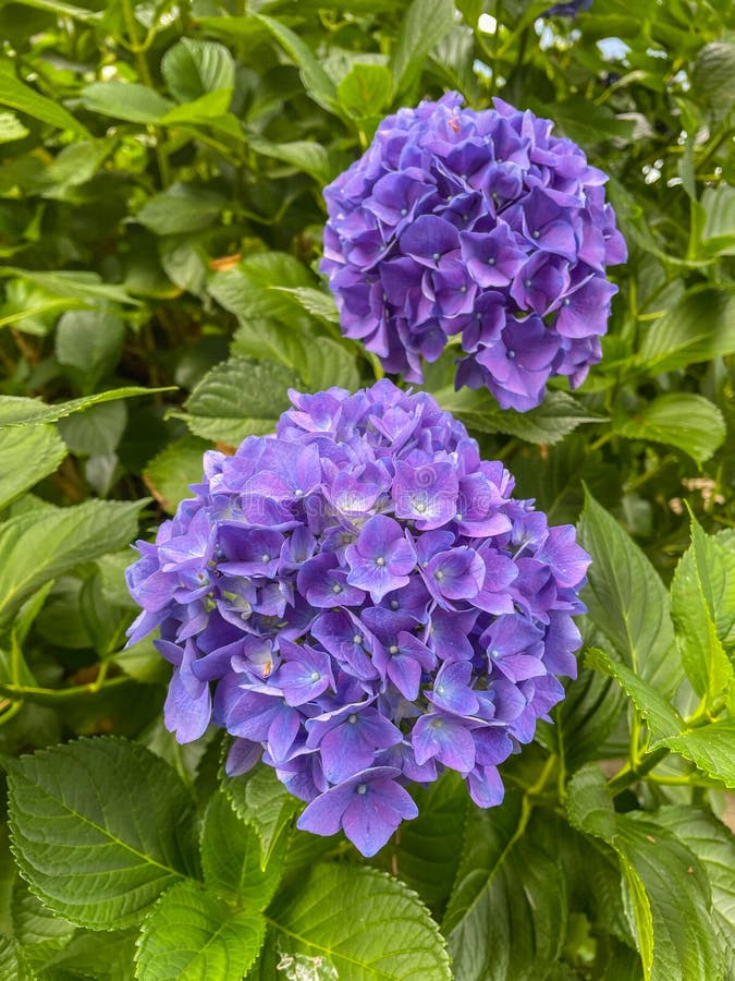 Bigleaf hydrangea stock photo. Image of gardening, foliage - 228857464