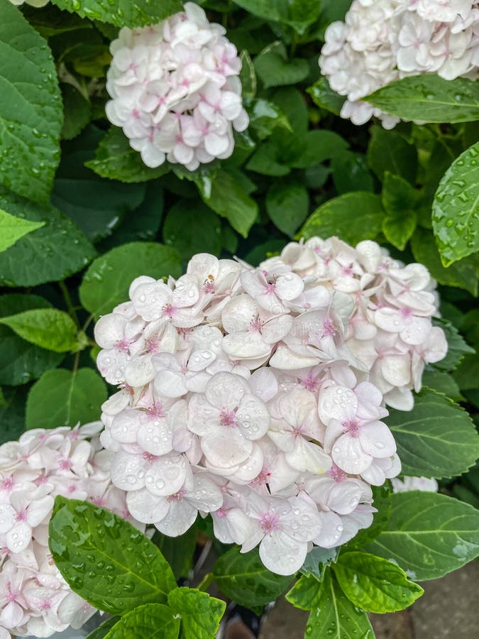 Bigleaf hydrangea stock photo. Image of poland, native - 234941390