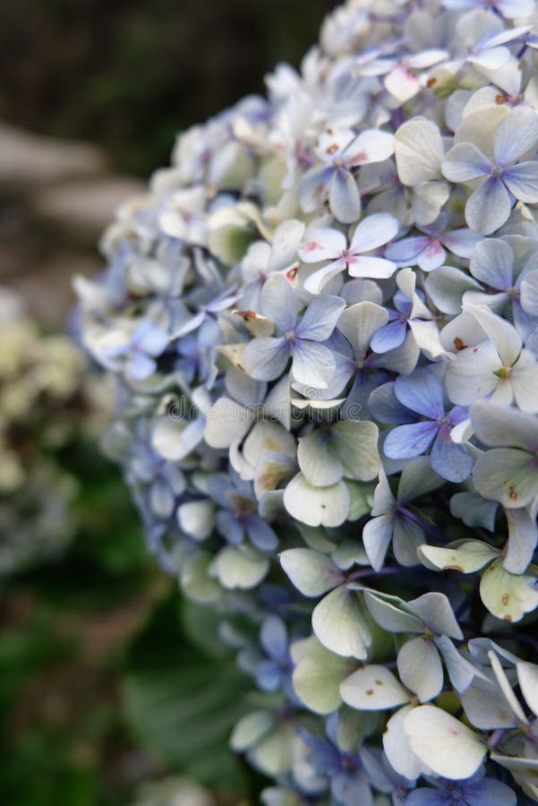 Bigleaf Hydrangea, French Hydrangea, Lacecap Hydrangea, Mophead ...