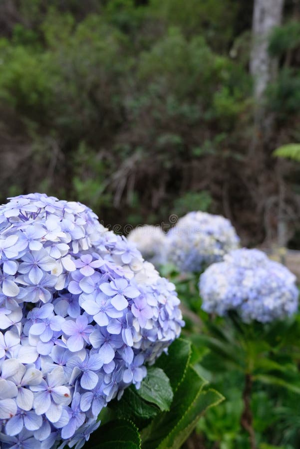 Bigleaf Hydrangea, French Hydrangea, Lacecap Hydrangea, Mophead ...