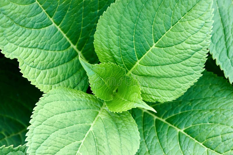 Bigleaf Hydrangea or Hortensia Plant Hydrangea Macrophylla Green Leaves ...
