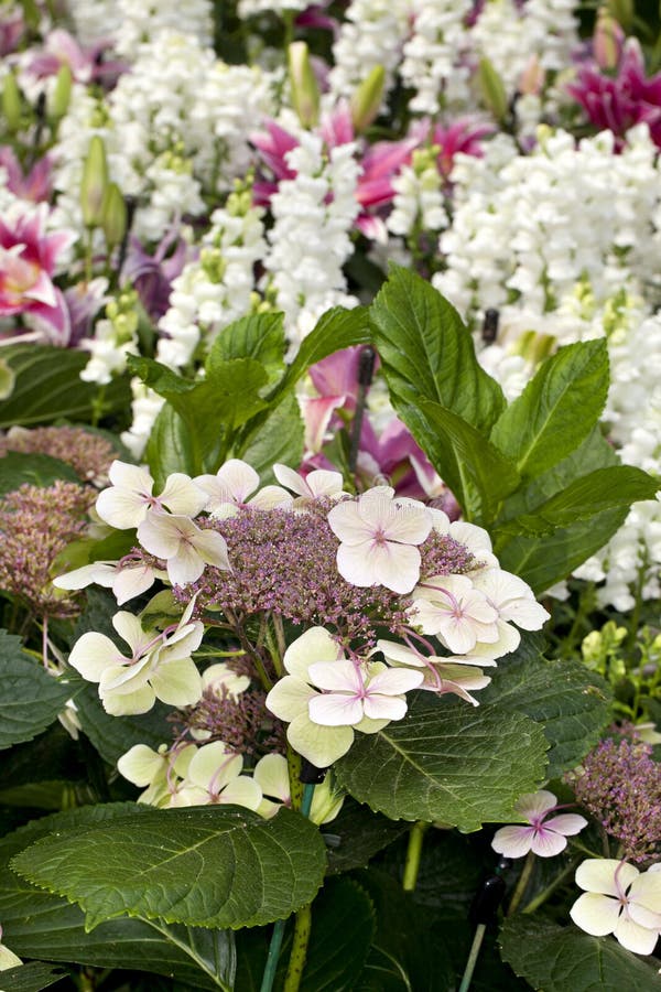 Bigleaf Hydrangea Hydranea Macrophylla Stock Image - Image of ...