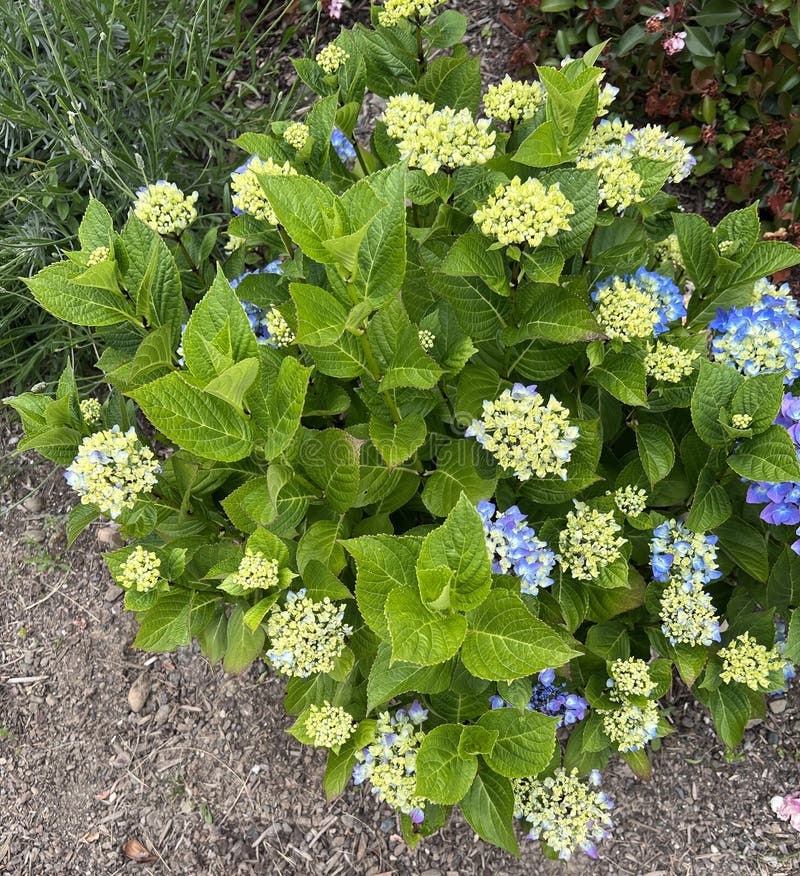Bigleaf Hydrangea, Lacecap Hydrangea, Hydrangea Macrophylla, Blue ...