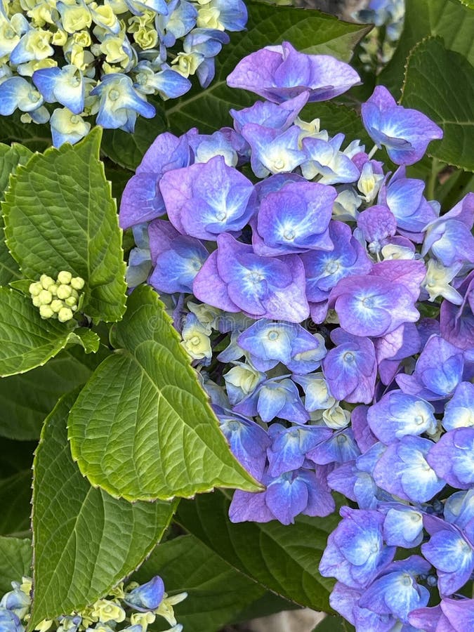 Bigleaf Hydrangea, Lacecap Hydrangea, Hydrangea Macrophylla, Blue ...