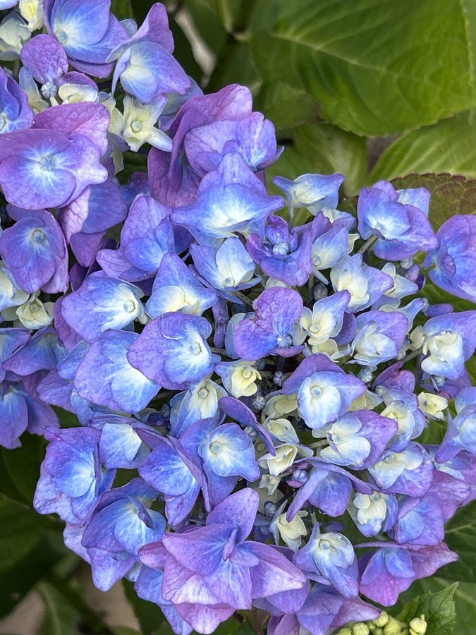 Bigleaf Hydrangea, Lacecap Hydrangea, Hydrangea Macrophylla, Blue ...