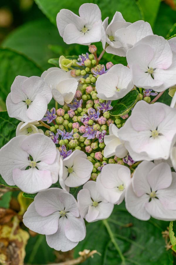 Bigleaf Hydrangea Macrophylla Libelle, with White Flowers Stock Photo ...