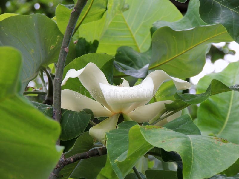 Bigleaf Magnolia during Flowering Stock Photo - Image of flowering ...