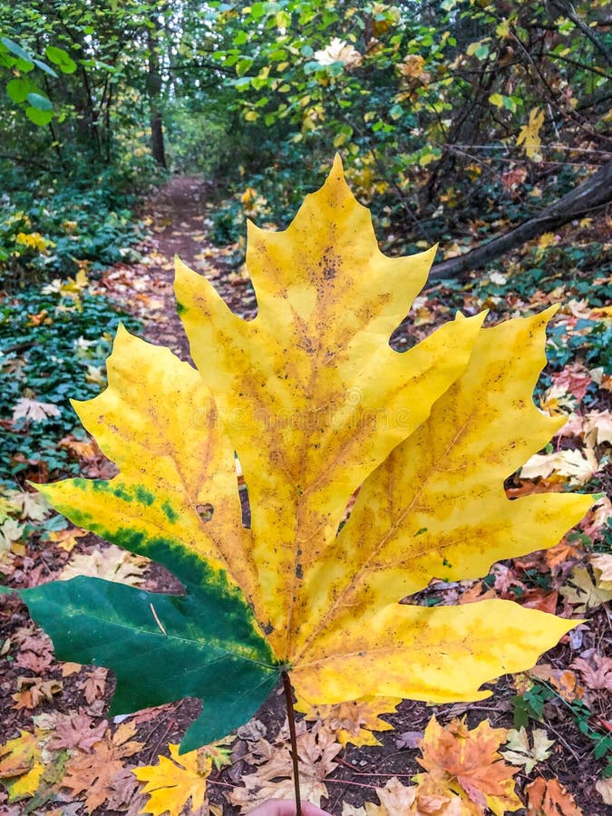 Bigleaf maple stock image. Image of forest, vibrant - 202348063