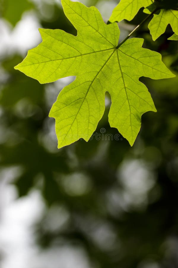Bigleaf maple stock photo. Image of natural, nature, plants - 77105694