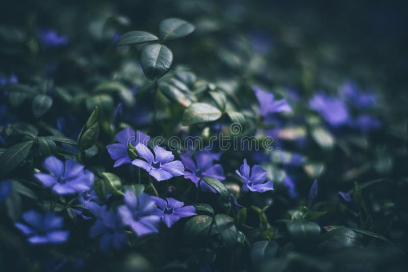 Bigleaf Periwinkle Blue Flowers Stock Image - Image of summer, natural ...