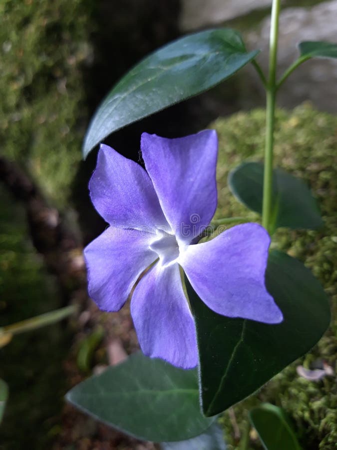Bigleaf Periwinkle, large Periwinkle Stock Image - Image of flower ...