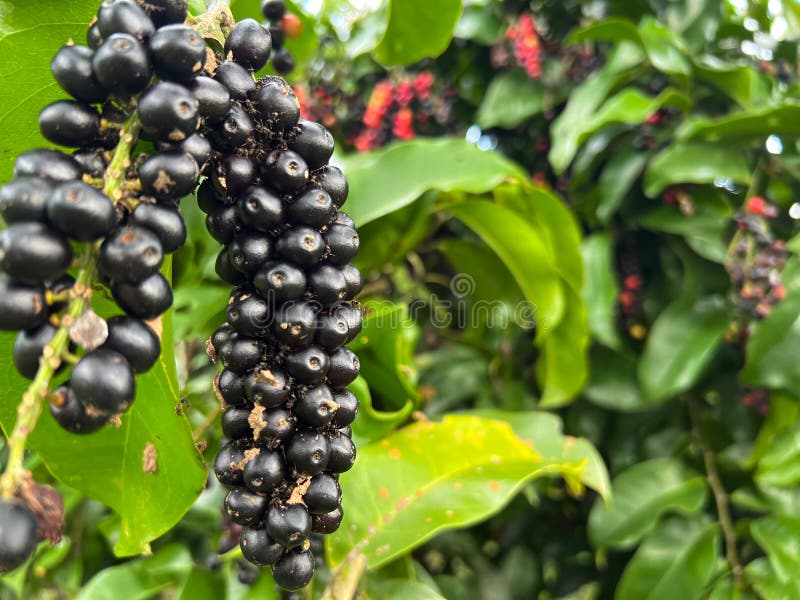 Queensland Filipino Stock Photos - Free & Royalty-Free Stock Photos ...