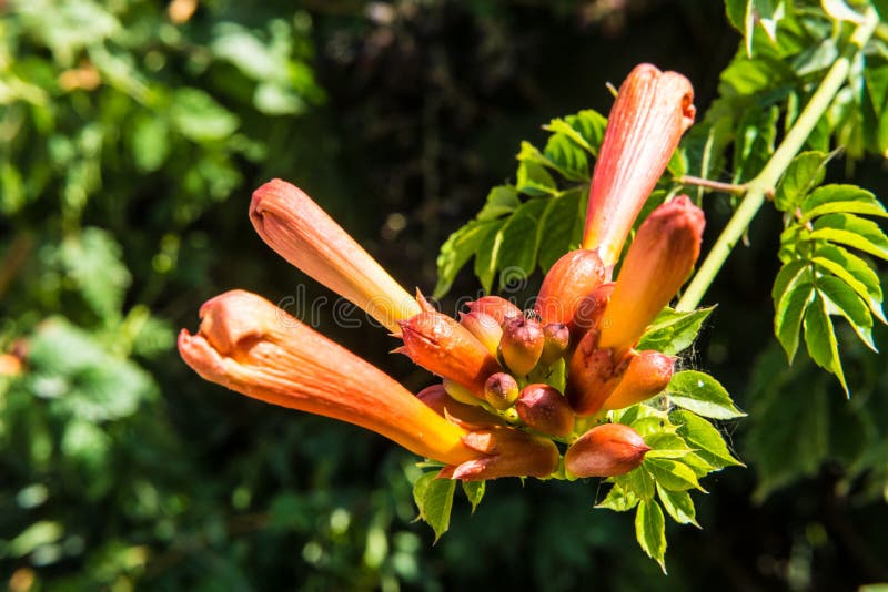 Bignonia Grandiflora Closed Flowers Stock Photo - Image of wildlife ...