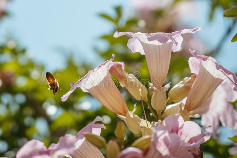 Bignonia Rosa, Arbusto De Pandora, Trompetas Stock Photo - Image of ...