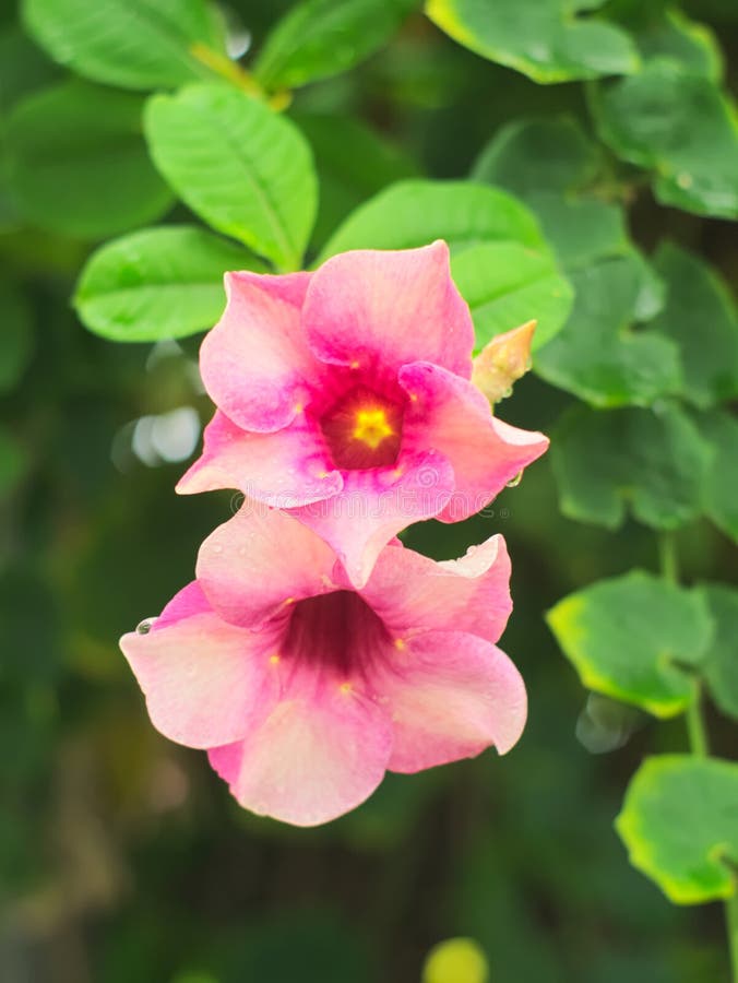 Bignonia Roxo Ou Saritaea Magnifica Duyand Imagem de Stock - Imagem de ...