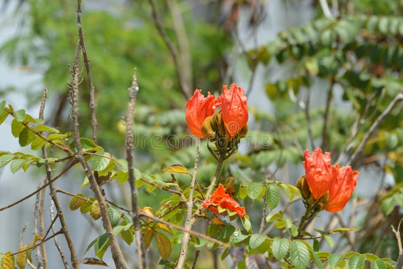 Tulip Fruit flower stock photo. Image of flame, gold - 181928620
