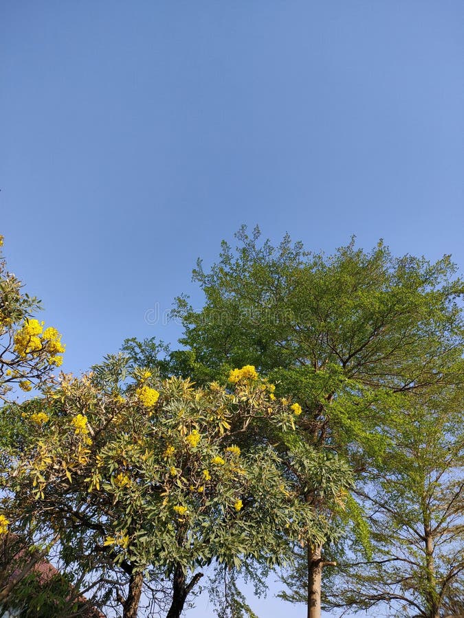 Biground Flower Stock Photos - Free & Royalty-Free Stock Photos from ...