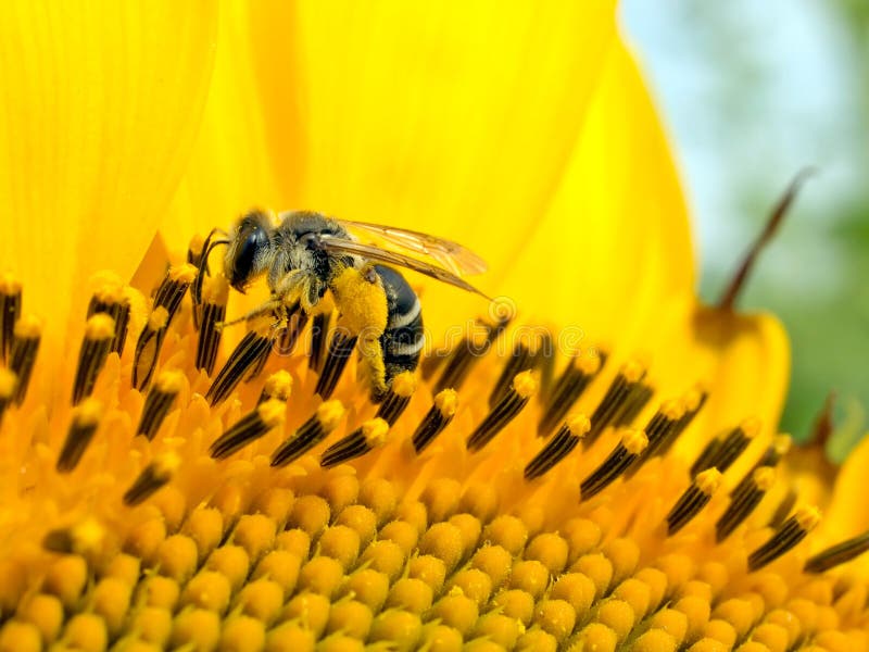 Bij. stock afbeelding. Image of insect, kleurrijk, bloemen - 10385679