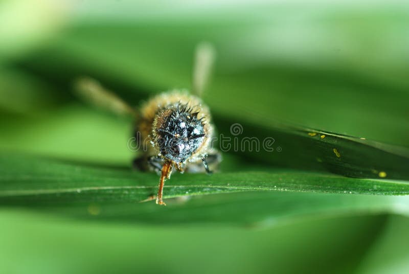 Bij stock foto. Image of schot, werk, dier, insect, steek - 5542308