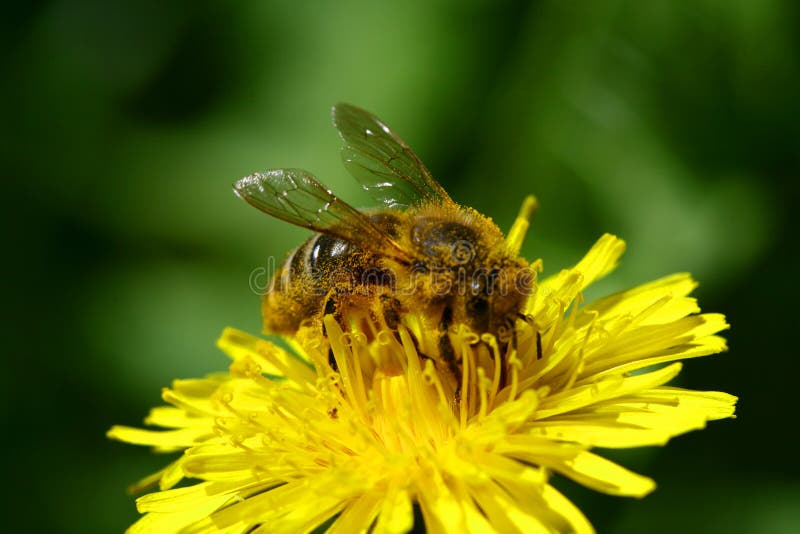 Bij op bloem stock afbeelding. Image of stamper, bloemblaadje - 20955971