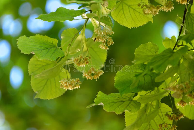 Het blad van de lindeboom stock afbeelding. Afbeelding bestaande uit ...