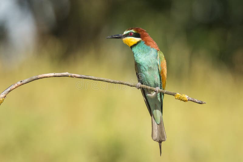 Bij-eter, Merops Apiaster Een Insect Die Vogel Eten Stock Afbeelding ...