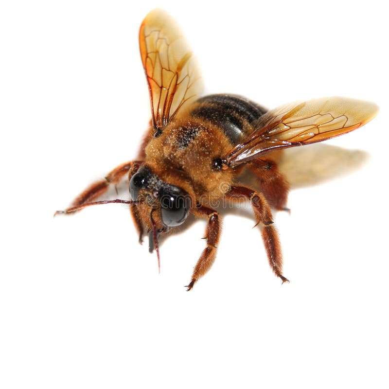 Insect, Bij, Membraan Gevleugeld Insect, Zonder Ruggegraat Picture ...