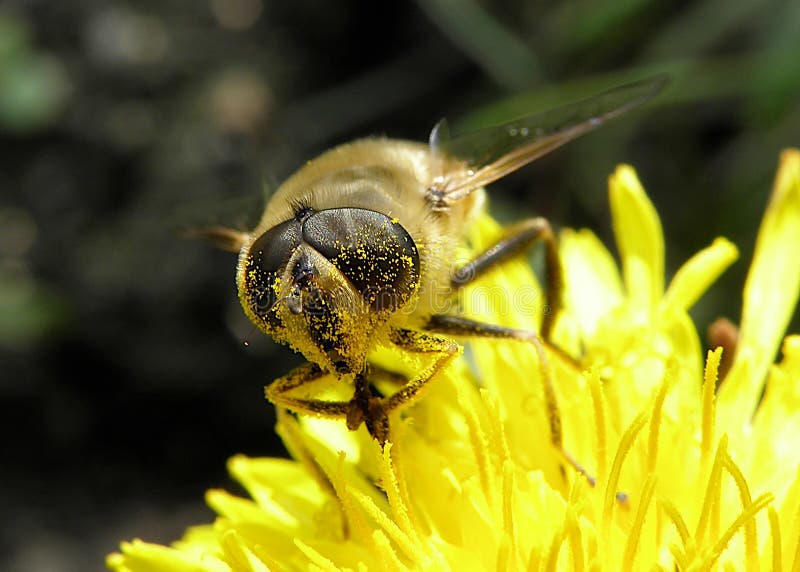 Bij, Insect, Bestuiving, Bloemmacro, Close-up Stock Afbeelding - Image ...