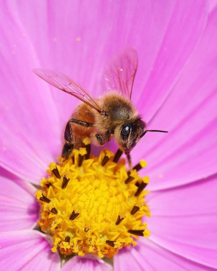 Bij op bloem stock foto. Image of naughty, madeliefje - 101894022